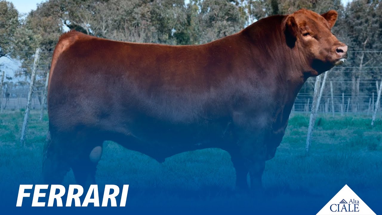 CIALE Alta Toro 𝐅𝐄𝐑𝐑𝐀𝐑𝐈- Angus Colorado 🔹☑ - YouTube