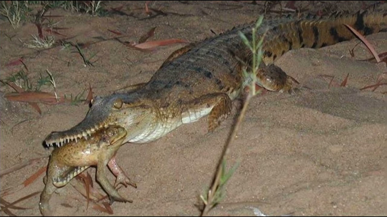 Dumb crocodile eats poisonous toad - YouTube