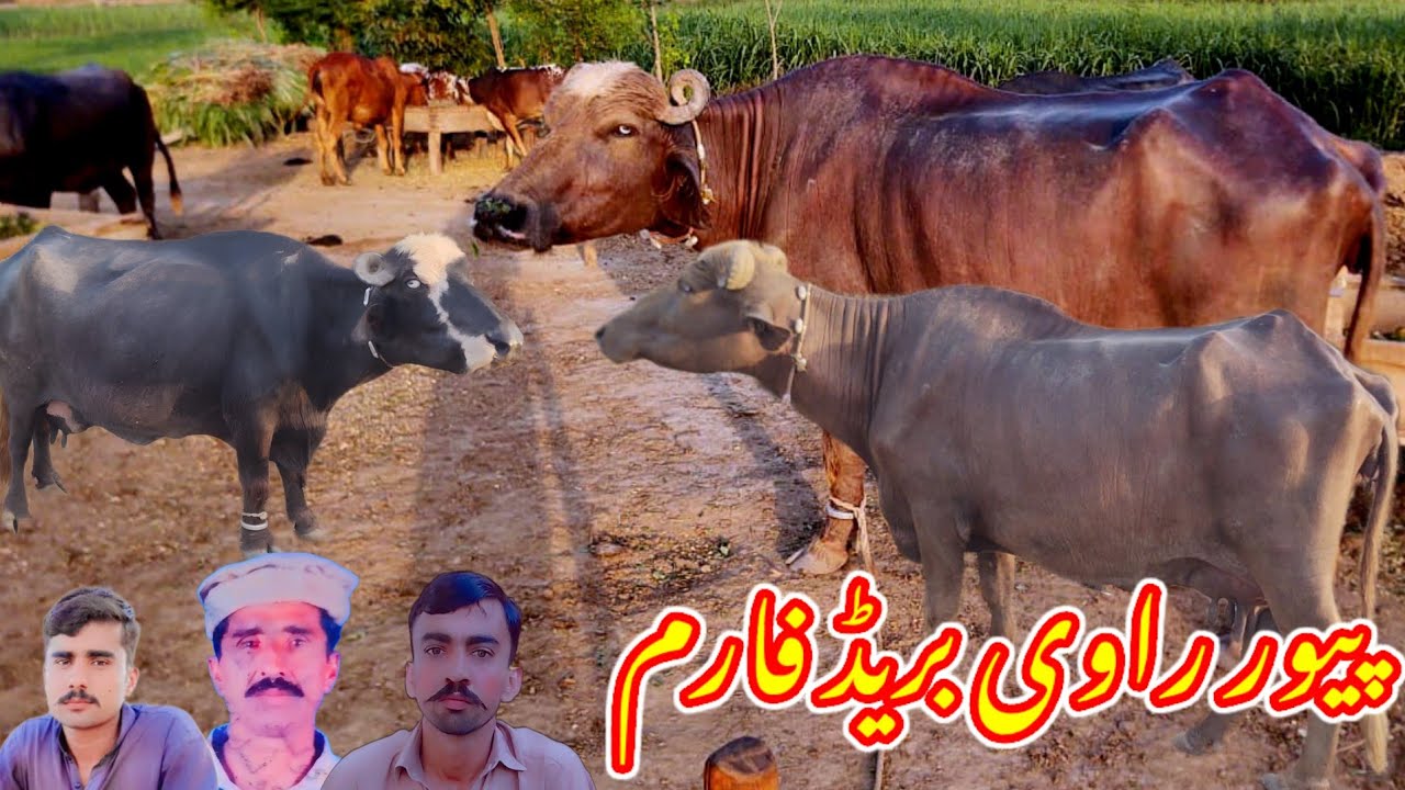 Babar 2 Blood line ll Pure Ravi Dani Breed farm.Part=2 .Top level pure ...