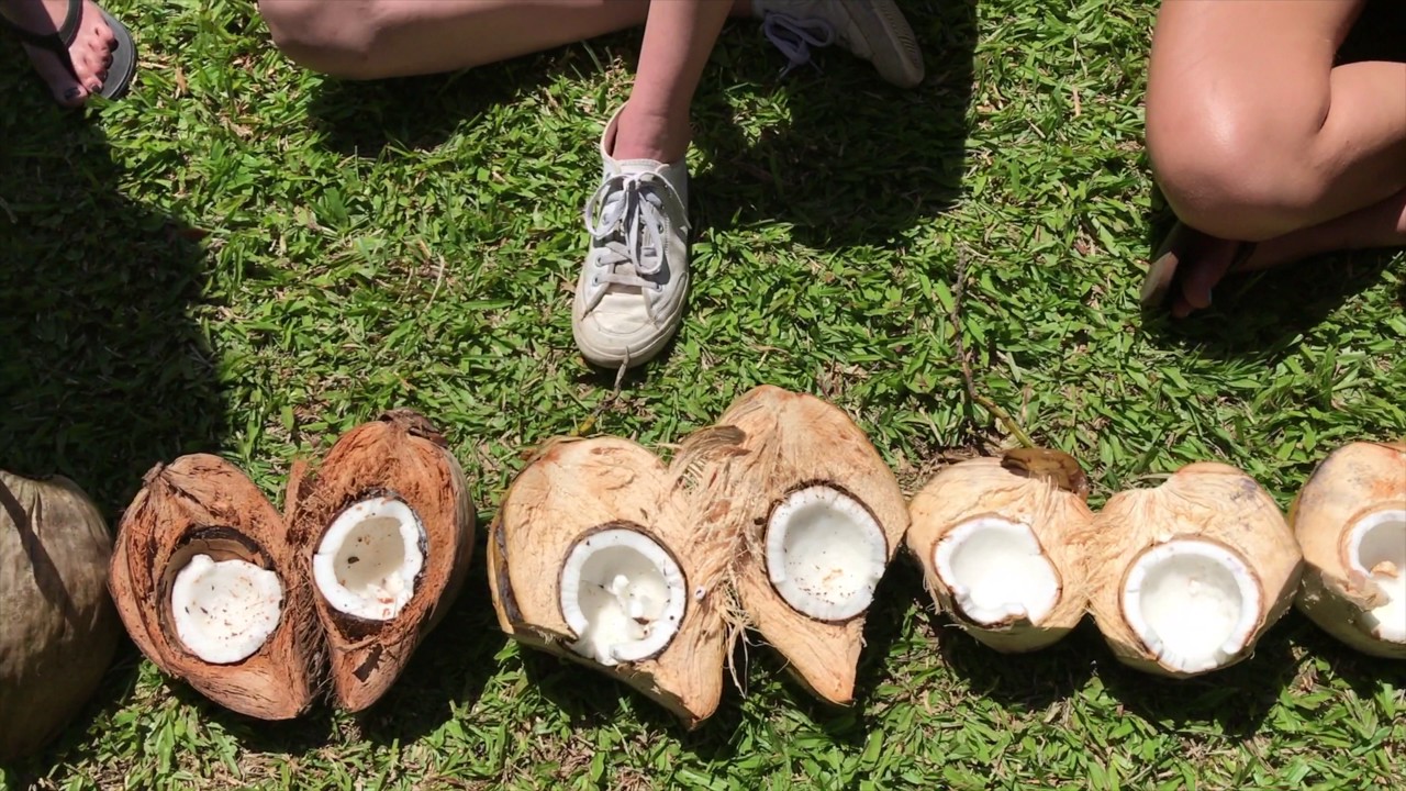 Coconut Willie Tours - YouTube
