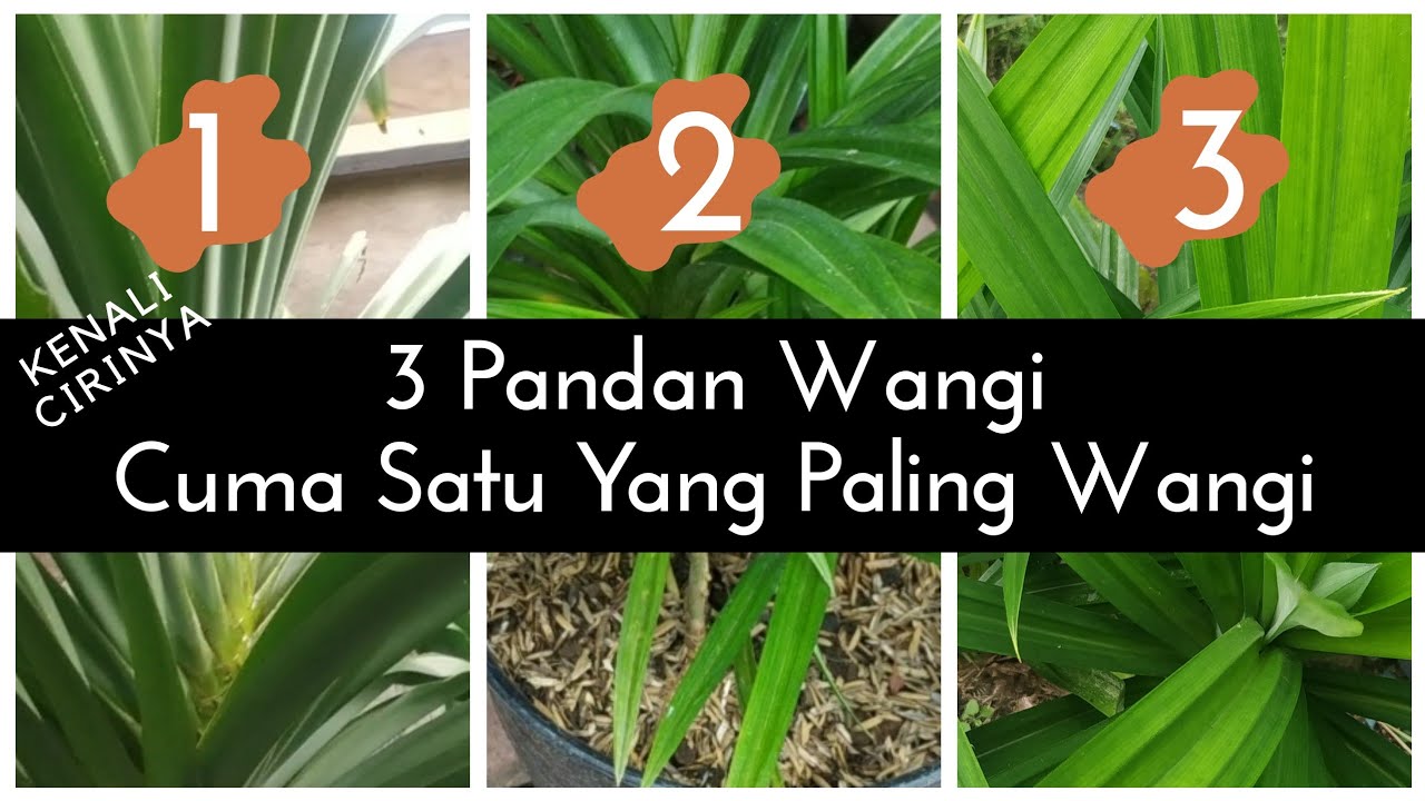 Jenis Pandan Wangi Yang Beragam Aromanya #tanamanherbal_kebuncilik ...