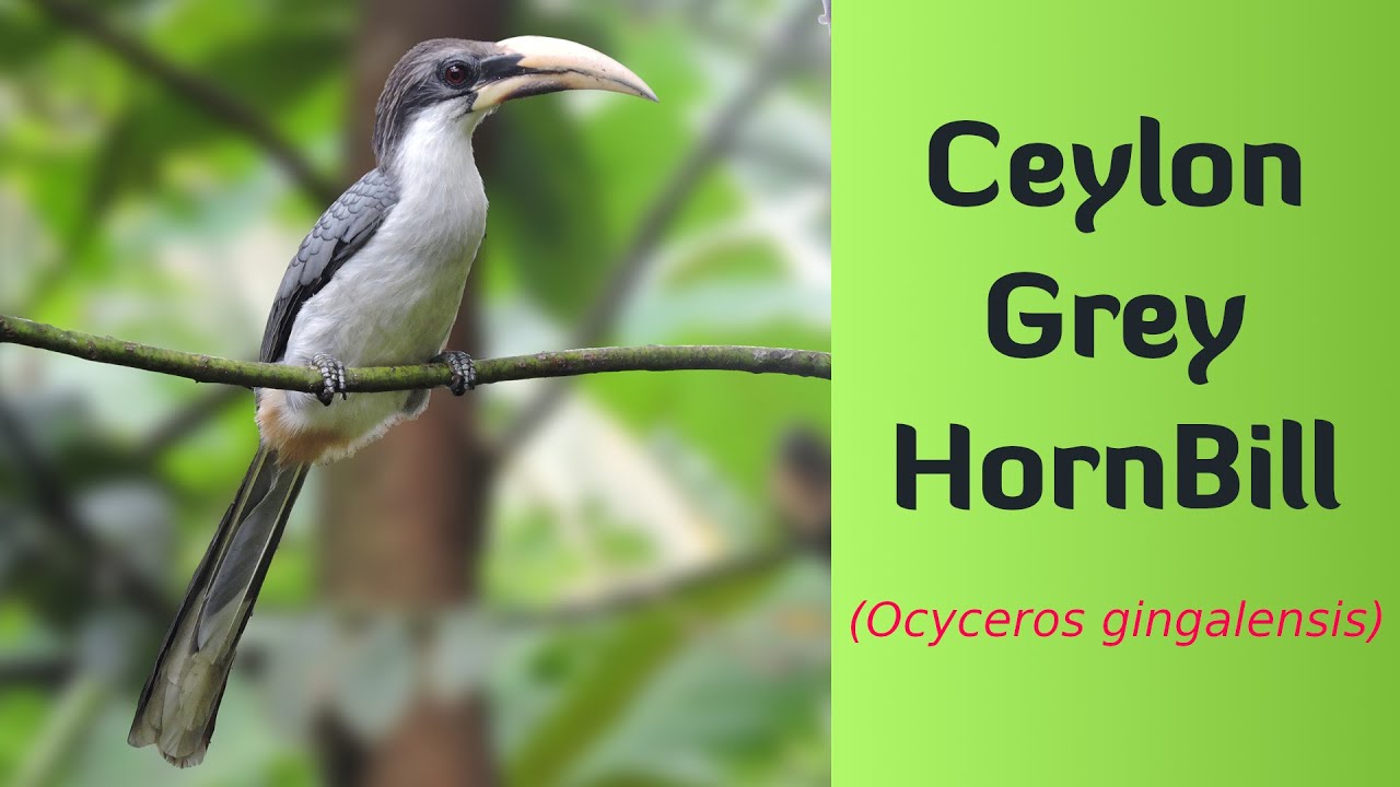 Ceylon Grey-Horn-bill Call And Eating (Alu Kadaththa/අළු කෑදැත්තා ...