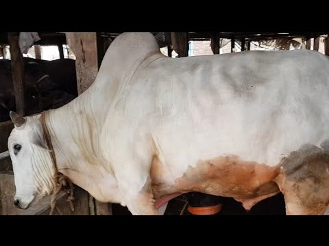 Most Beautiful & Best Ox of 2020 😍😍 - YouTube