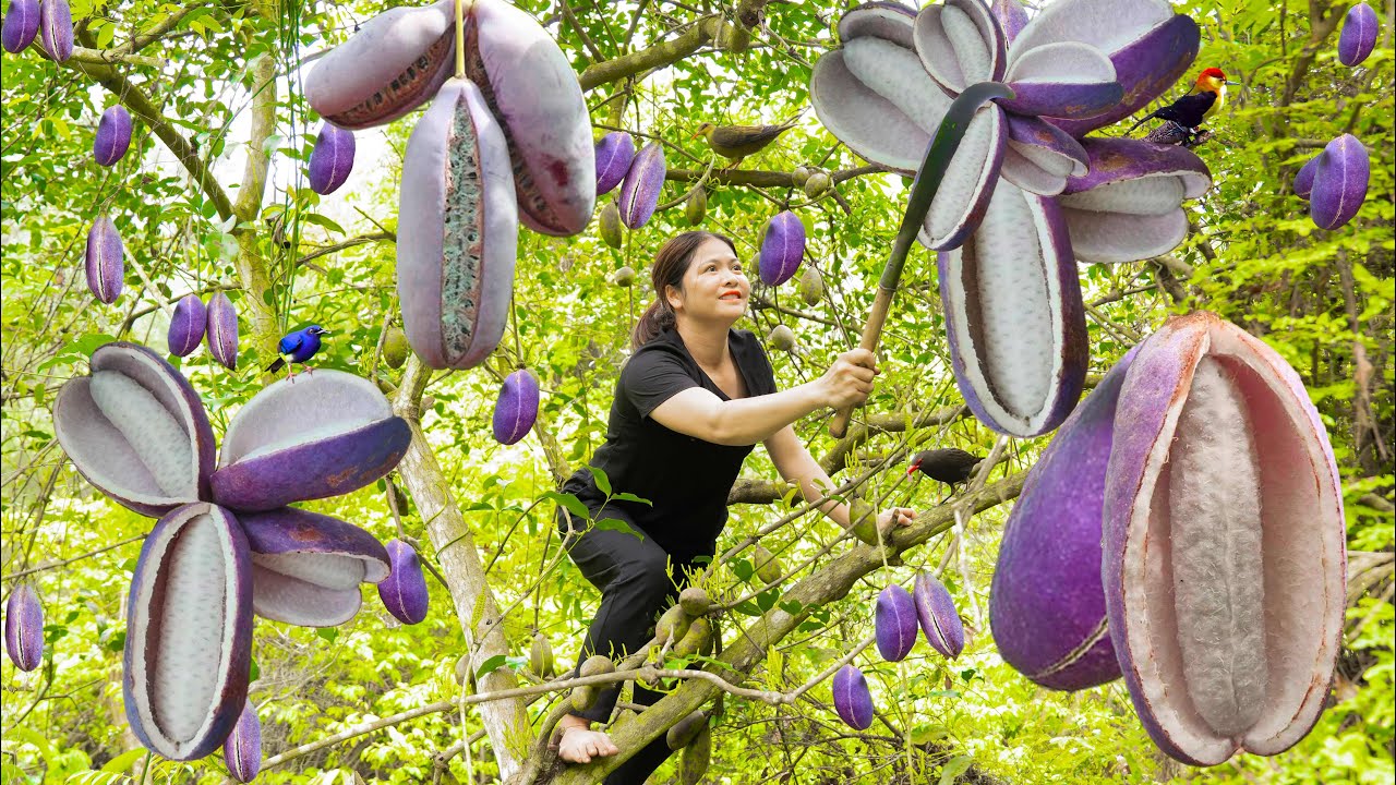 Harvesting August Melon - A Type Of Fruit That Splits In Half When Ripe Goess to market sell ...