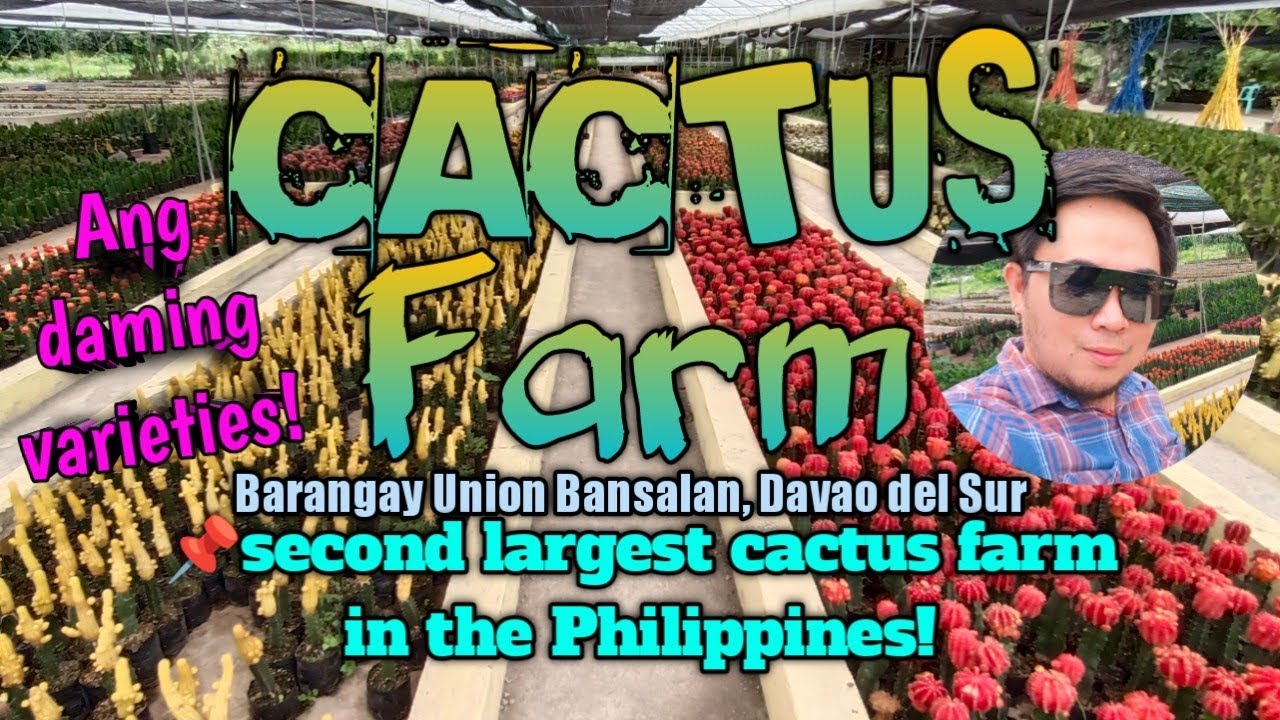 Cactus and Adenium Farm | Barangay Union Bansalan, Davao del Sur - YouTube