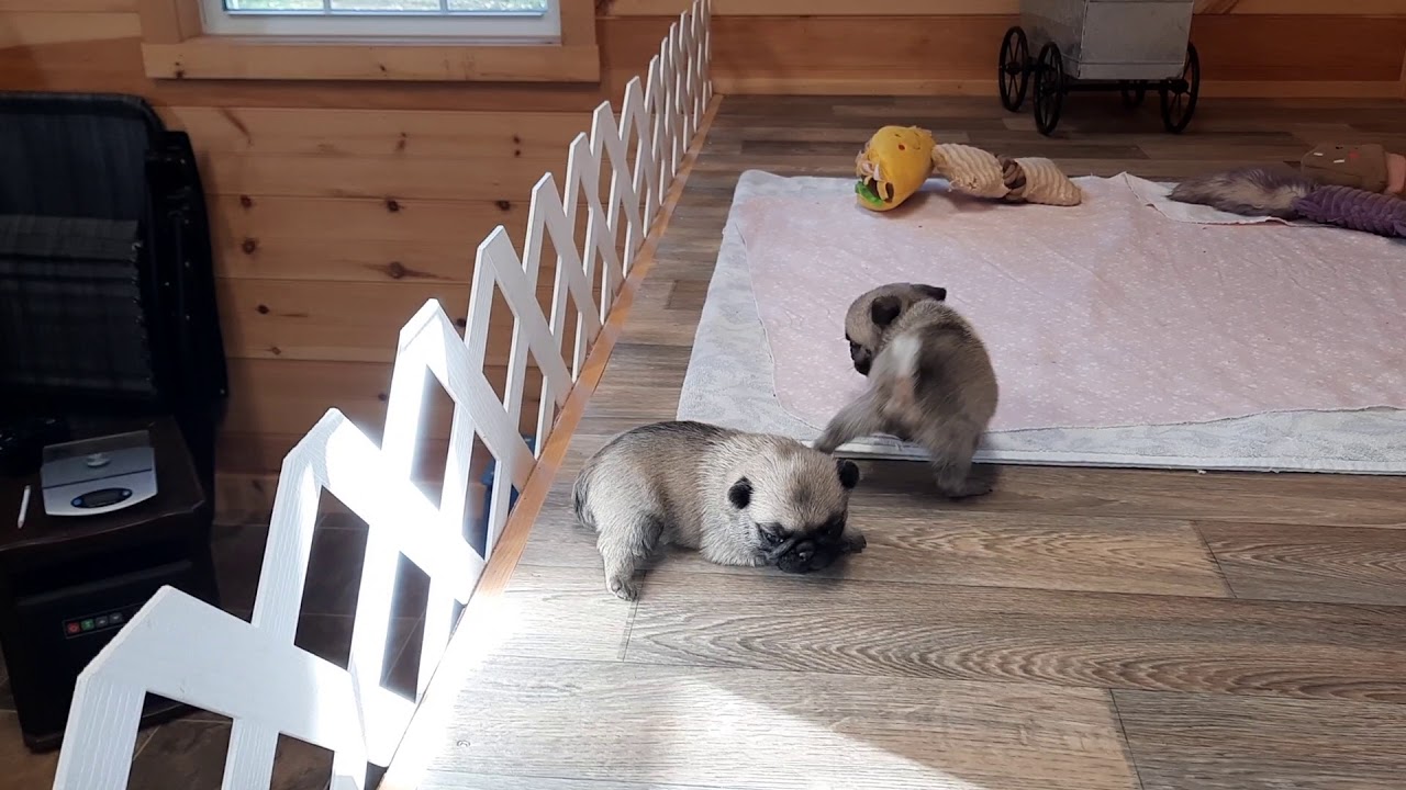 Cutest and smallest runt pug you ever saw! - YouTube