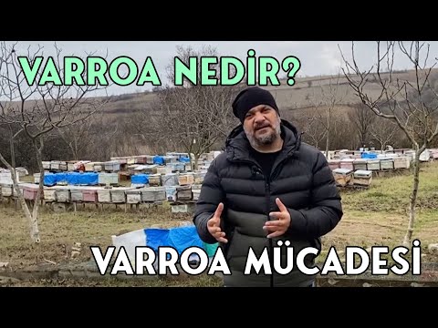 VARROA NEDİR? / Varroa Mücadele Yöntemleri - A'dan Z'ye Arıcılık