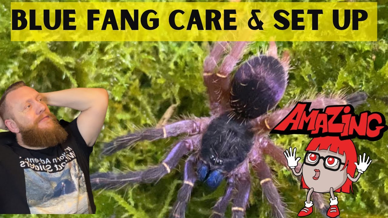 Blue Fang Tarantula (care and setup) - YouTube
