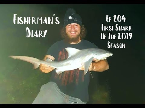 First Logan River Bull Shark Of The 2019 Season! ~ Fisherman's Diary Ep ...