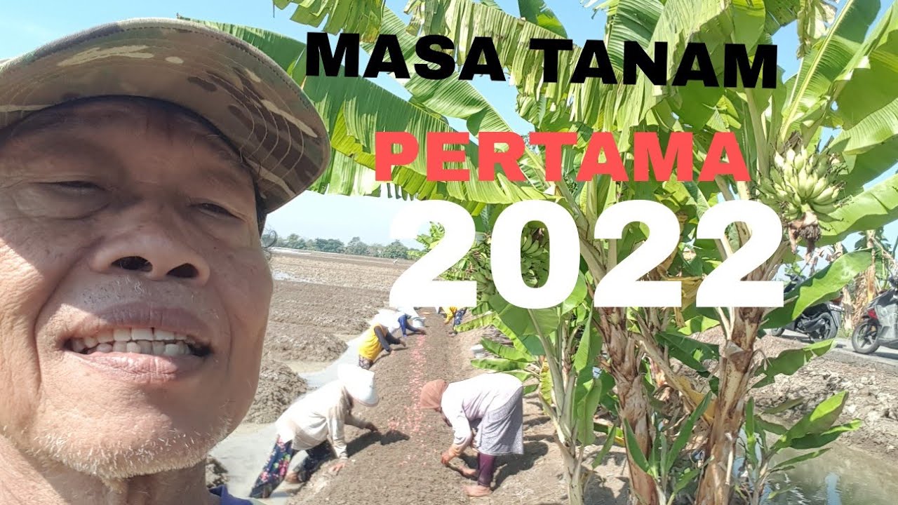 MASA TANAM PERTAMA 2022/2023 - YouTube
