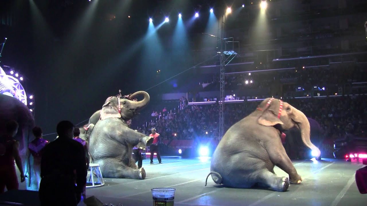 Barnum and Bailey circus 2013 Elephants - YouTube