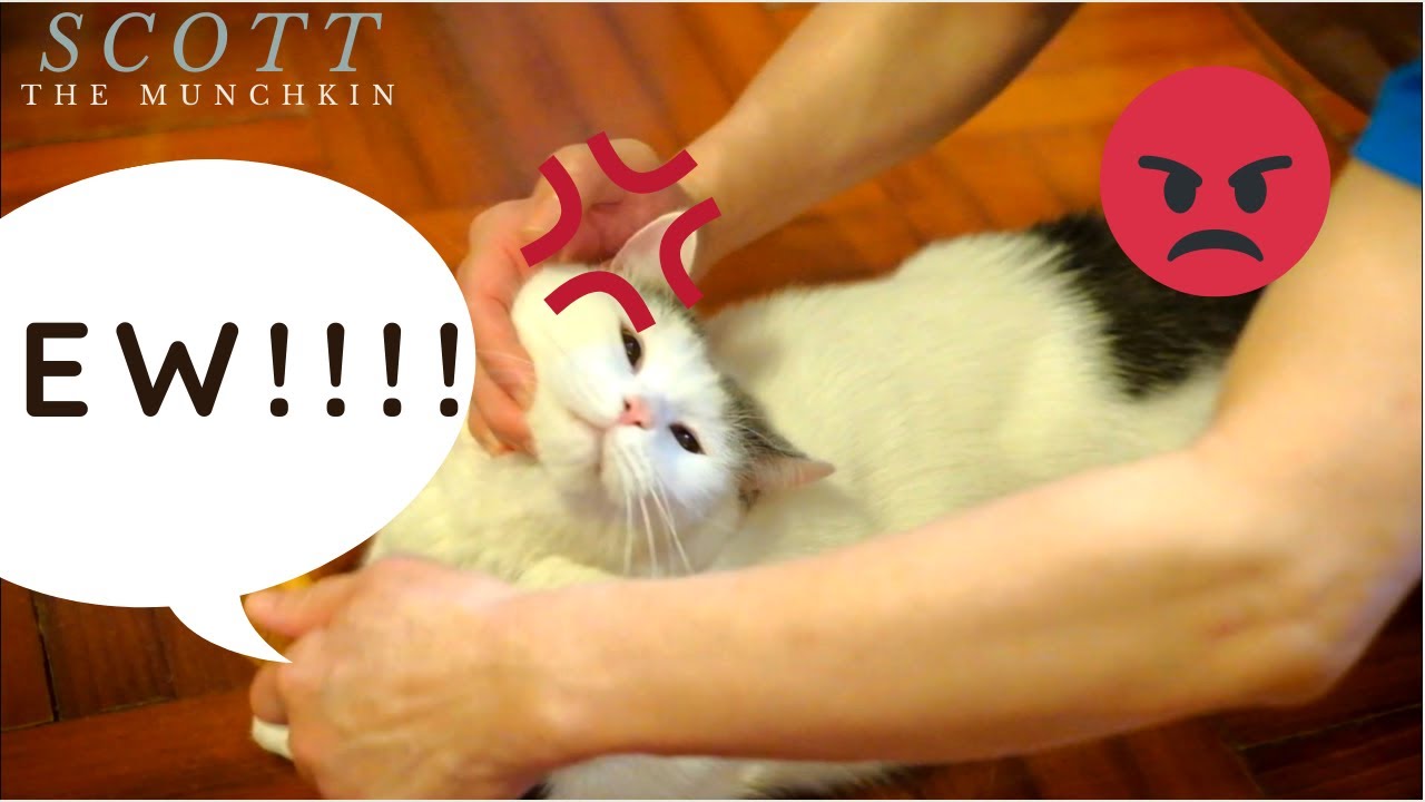 MUNCHKIN CAT HATES GROOMING AND GOT GRUMPY!! | Scott the Munchkin - YouTube