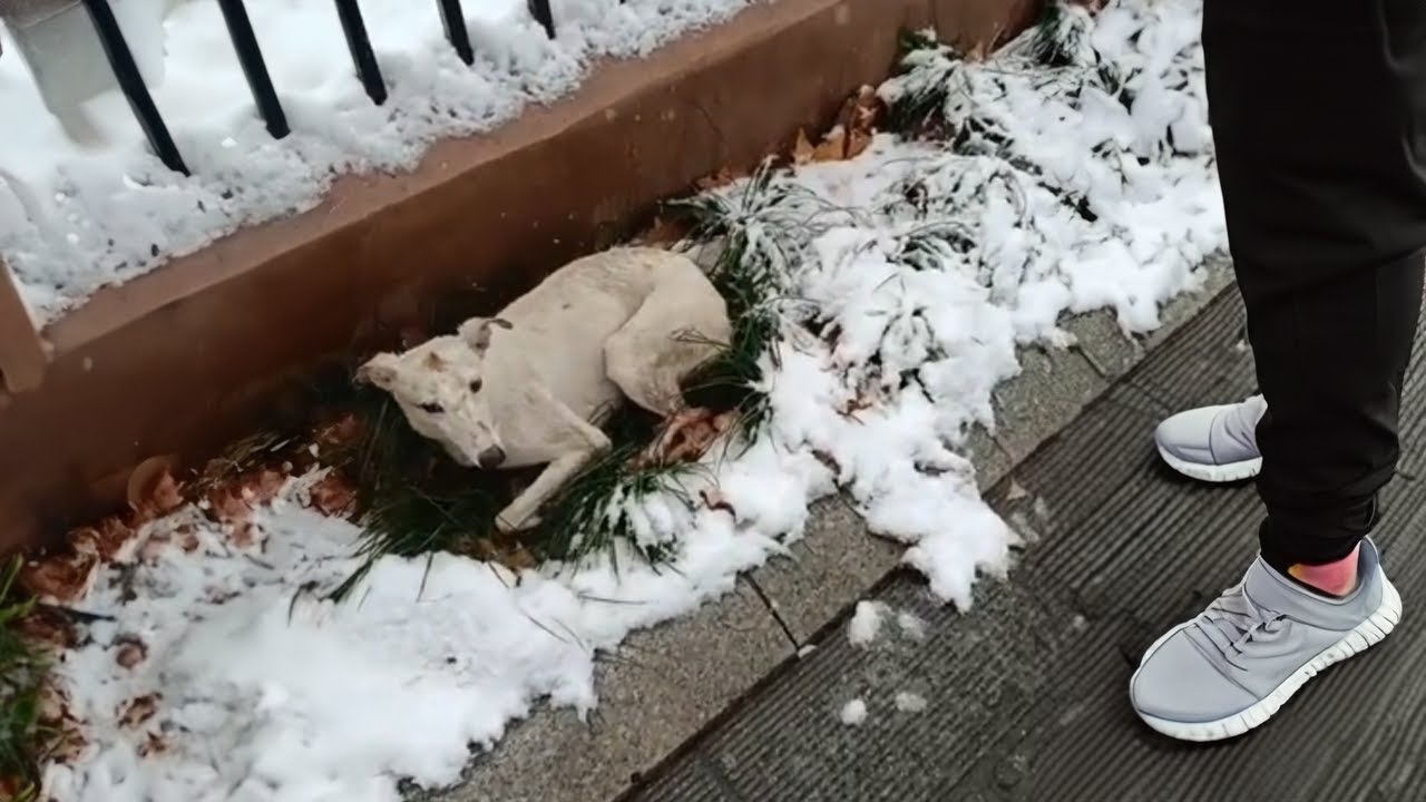 Lying motionless in the cold, he looked at us with desperate eyes, we ...