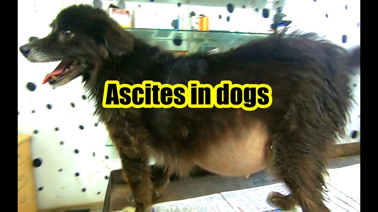 Ascites in dogs - YouTube