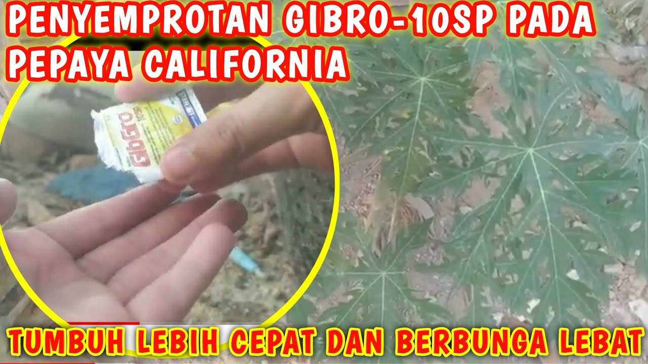 PENYEMPROTAN GIBRO 10-SP PADA PEPAYA CALIFORNIA MASA PERTUMBUHAN 2-3 ...