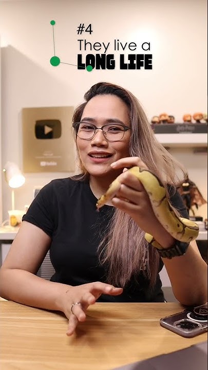 5 Facts about Ball Pythons - YouTube