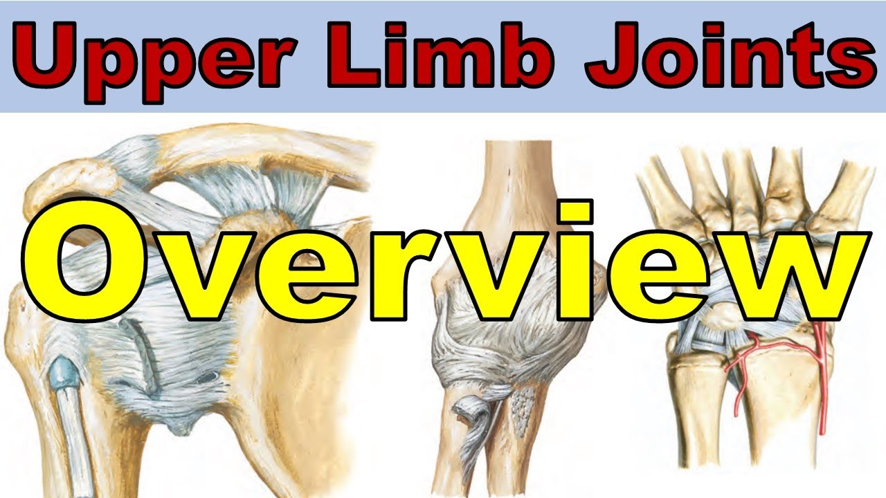 58. Overview || Upper Limb Joints (1/15) || كلية الطب - مادة التشريح ...