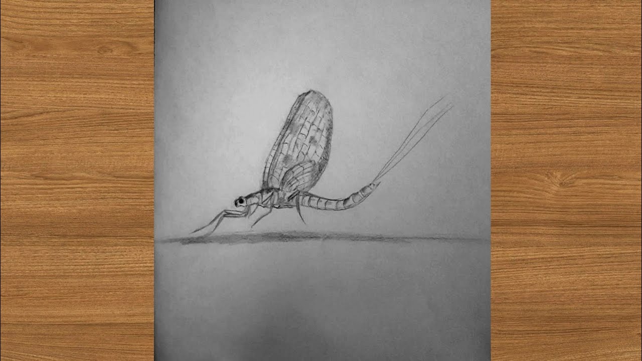 Mayfly Drawing - YouTube