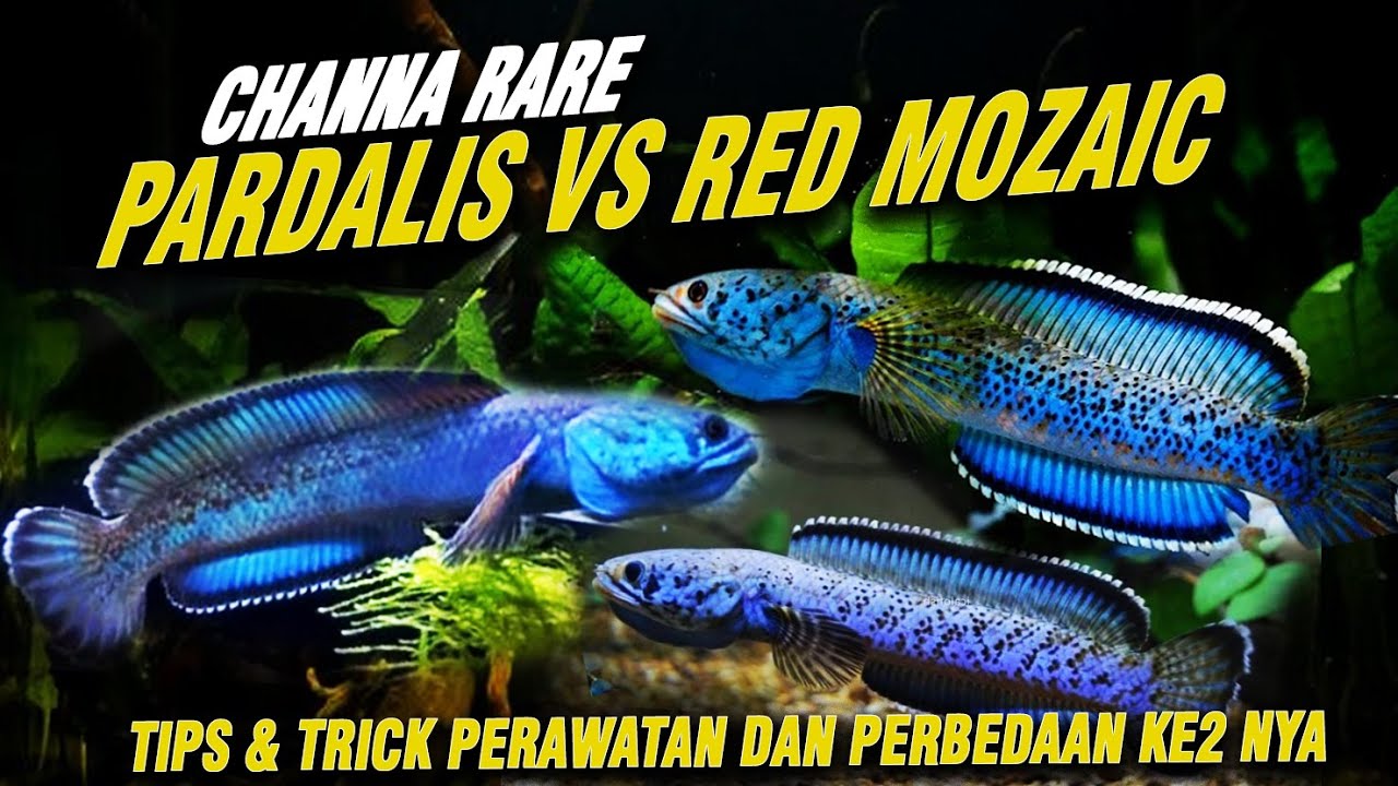 CHANNA RED MOZAIC/GOLD DUST VS CHANNA PARCALIS/TRUE BLUE/CHANNA LEOPARD ...