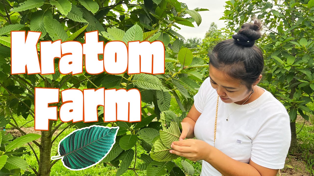 Visiting a Kratom Farm in Southern Thailand - YouTube