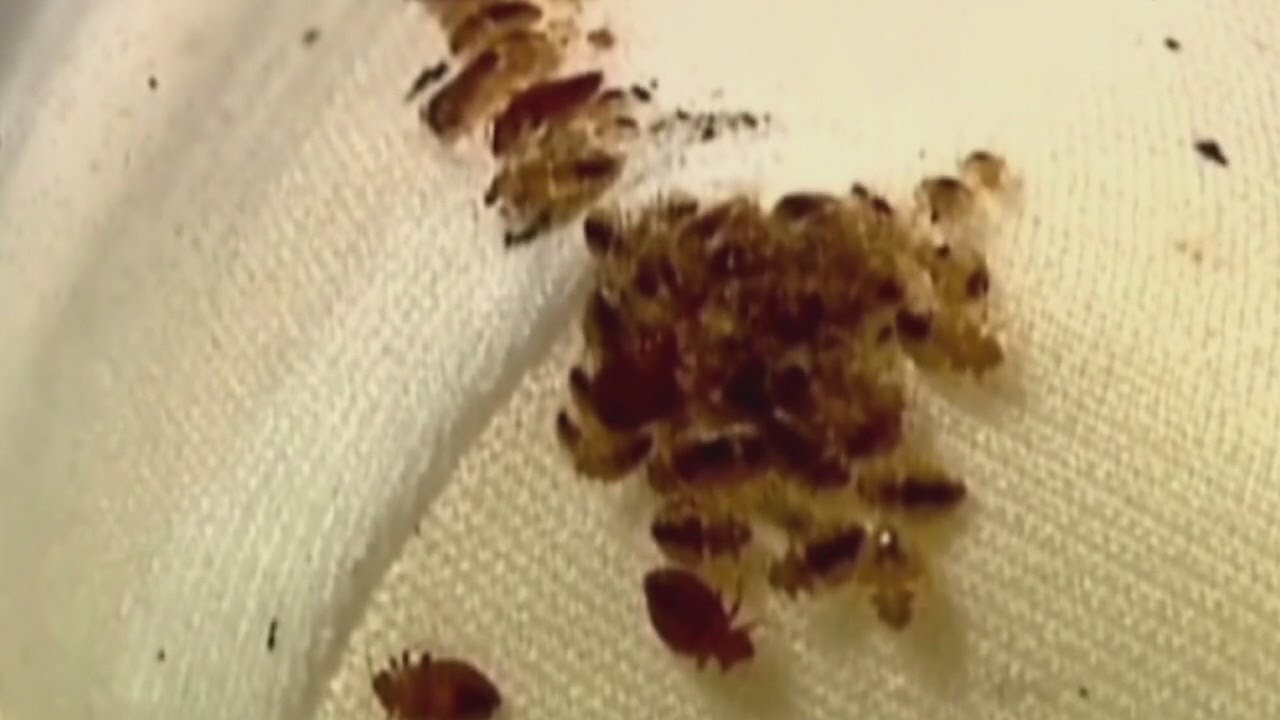 Invasion of bed bugs - YouTube
