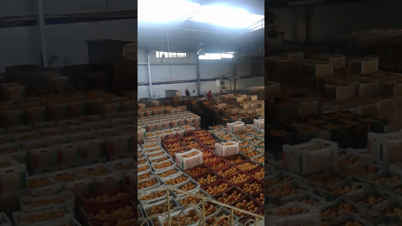 Orange Packing House - YouTube
