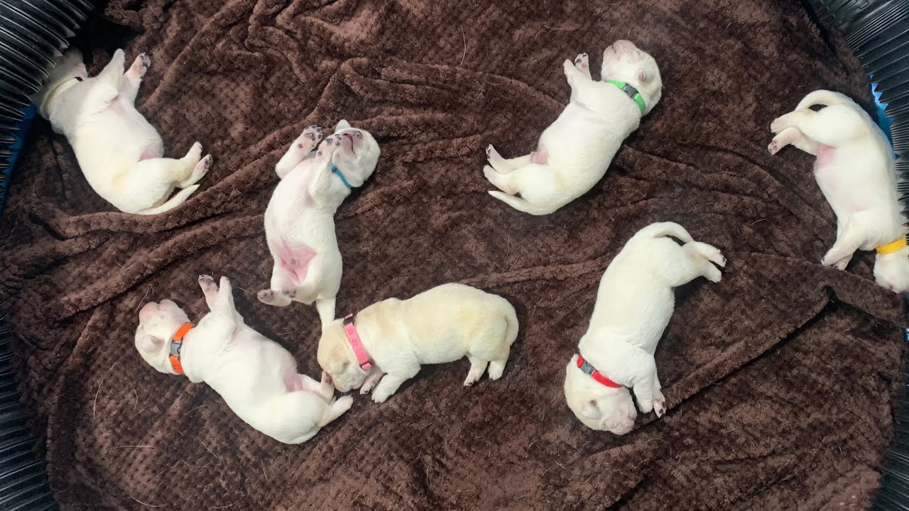 Lab Puppies LIVE STREAM Puppy Cam 4 Jun - YouTube
