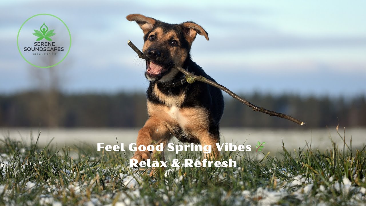 Feel Good Spring Vibes 🌿 Relax & Refresh - YouTube