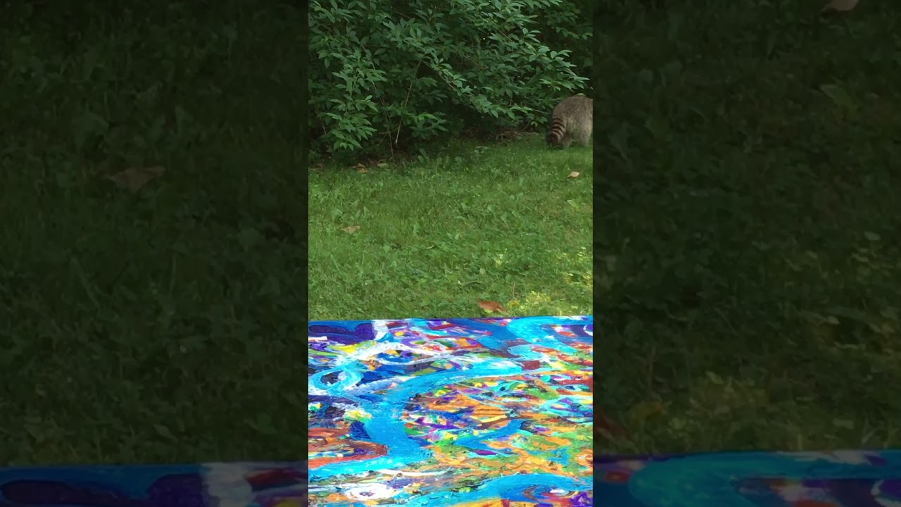 Reggae raccoon 🦝 rocky - YouTube