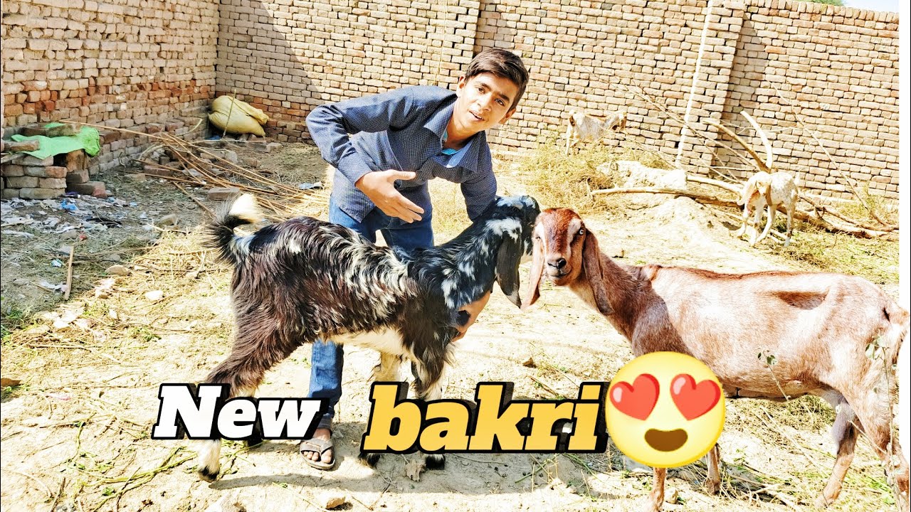 ajj 0New bakri all ha - YouTube