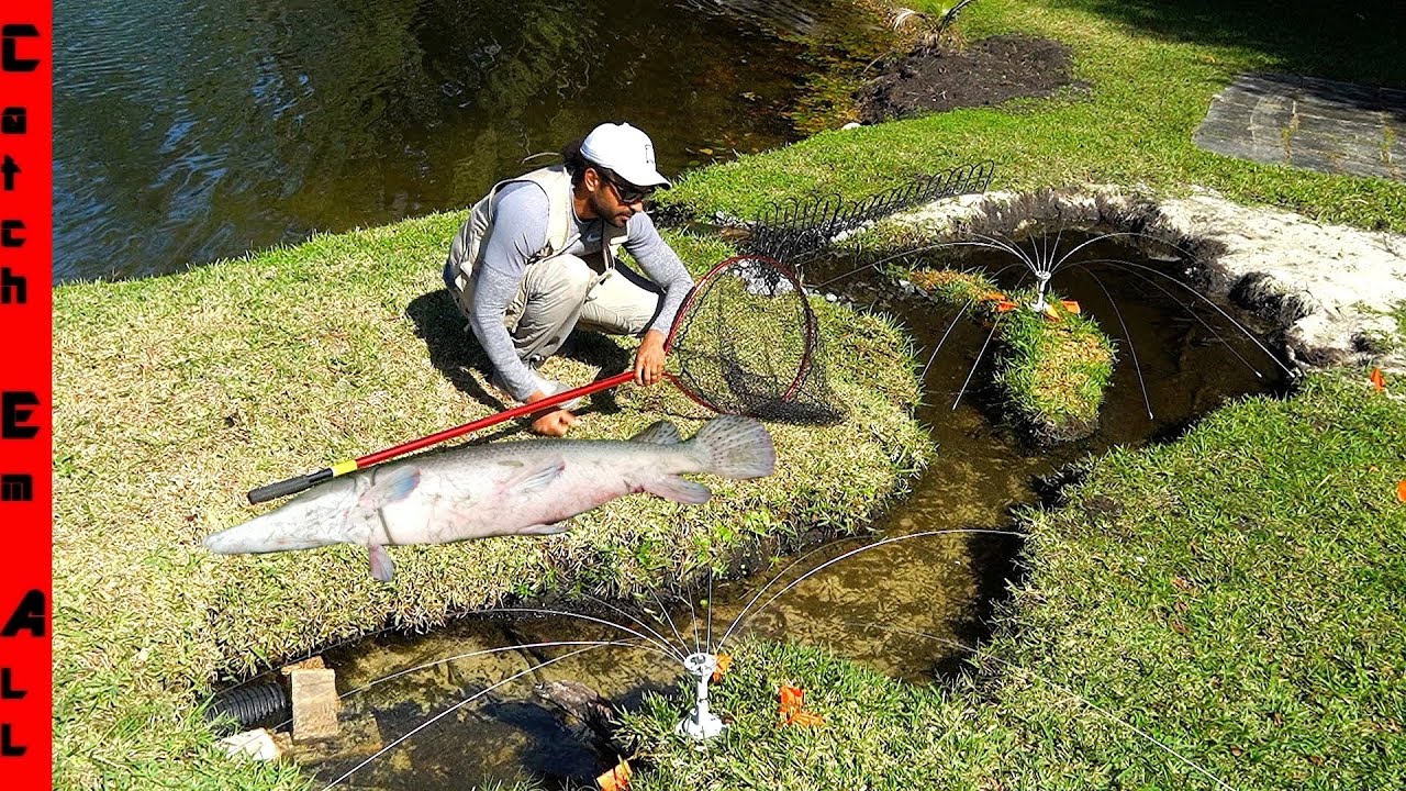CAN'T STOP Smart PET FISH from BREAKING FREE From POND BUILD'S NEW ...