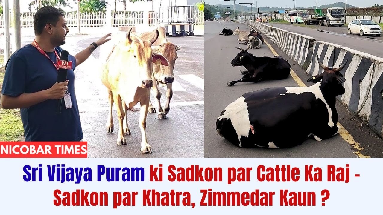Sri Vijaya Puram ki Sadkon par Cattle Ka Raj - Sadkon par Khatra ...