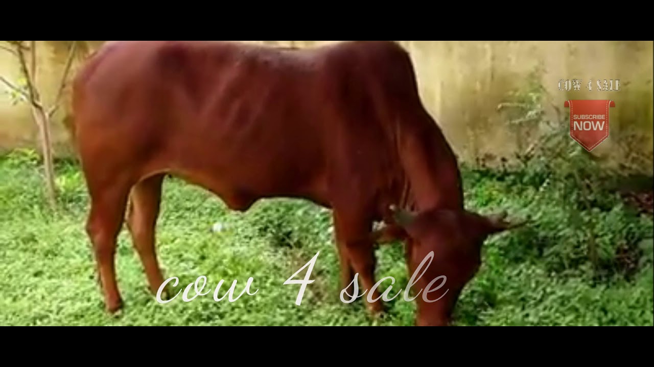Cow for sale red sindhi breed only sale in tamilnadu - YouTube