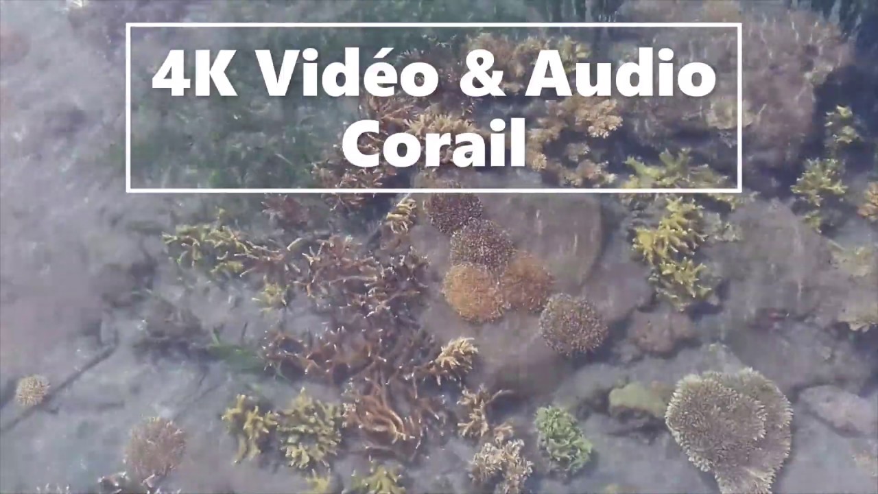 Corail - Ambiance - Nature - Relaxation - ASMR - 4K - YouTube