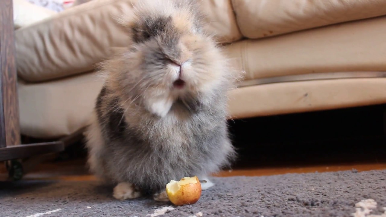 Episode 2: Bunny vs pear - Rabbit eating (1080p HD) - YouTube