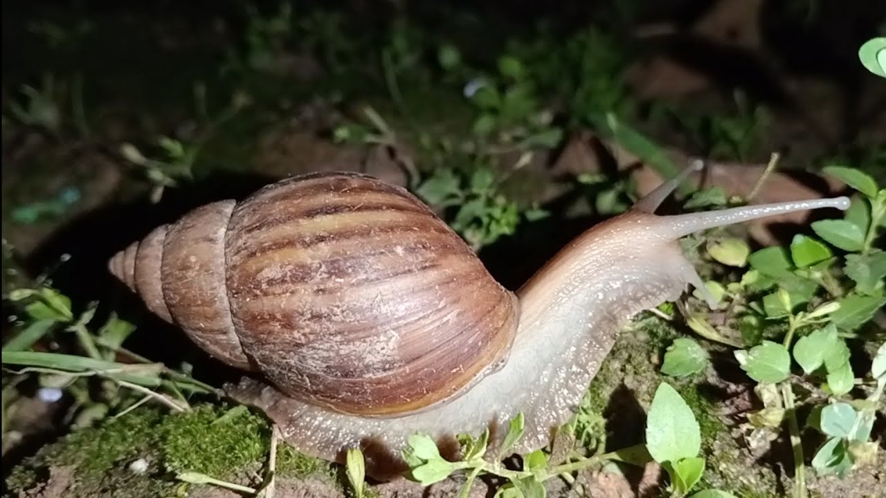 snails siput bekicot - YouTube