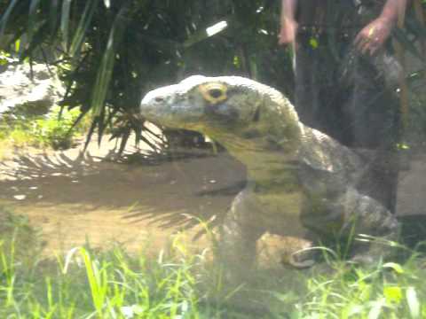 Komodo Dragon Eat your RAT out - YouTube