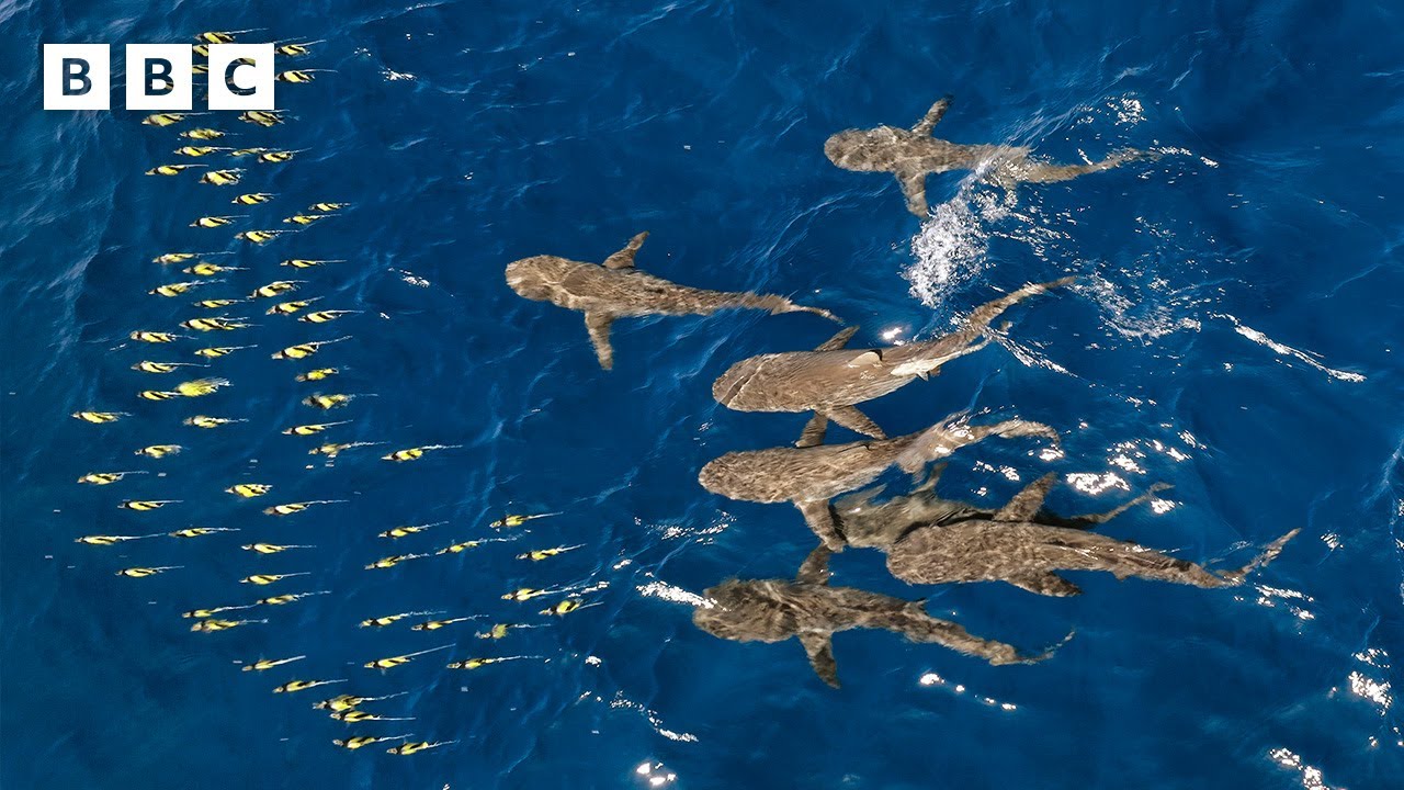 Hundreds of sharks attack tropical fish | Asia - BBC - YouTube