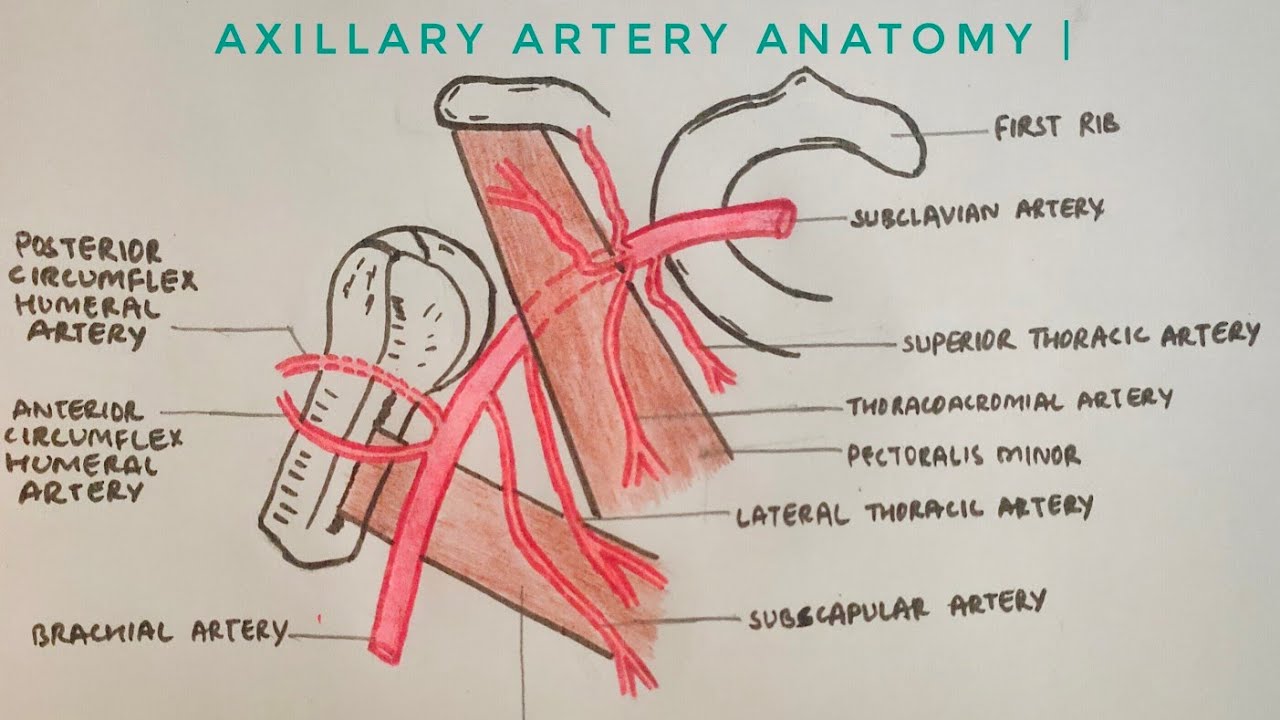 Axillary artery | med tutorials | - YouTube