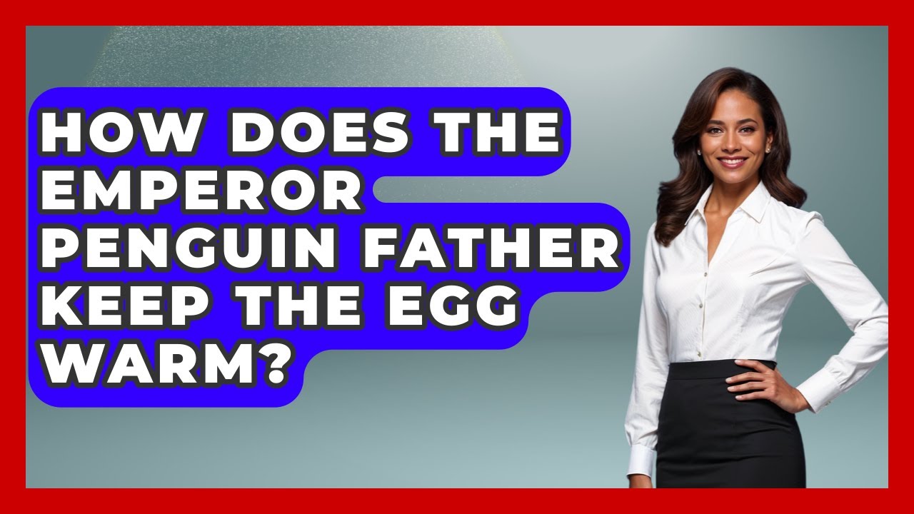How Does The Emperor Penguin Father Keep The Egg Warm? - Polar Regions ...