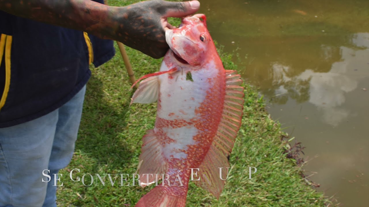 Pescar en sitios de pesca en Colombia. Nivel de español A2+ - YouTube