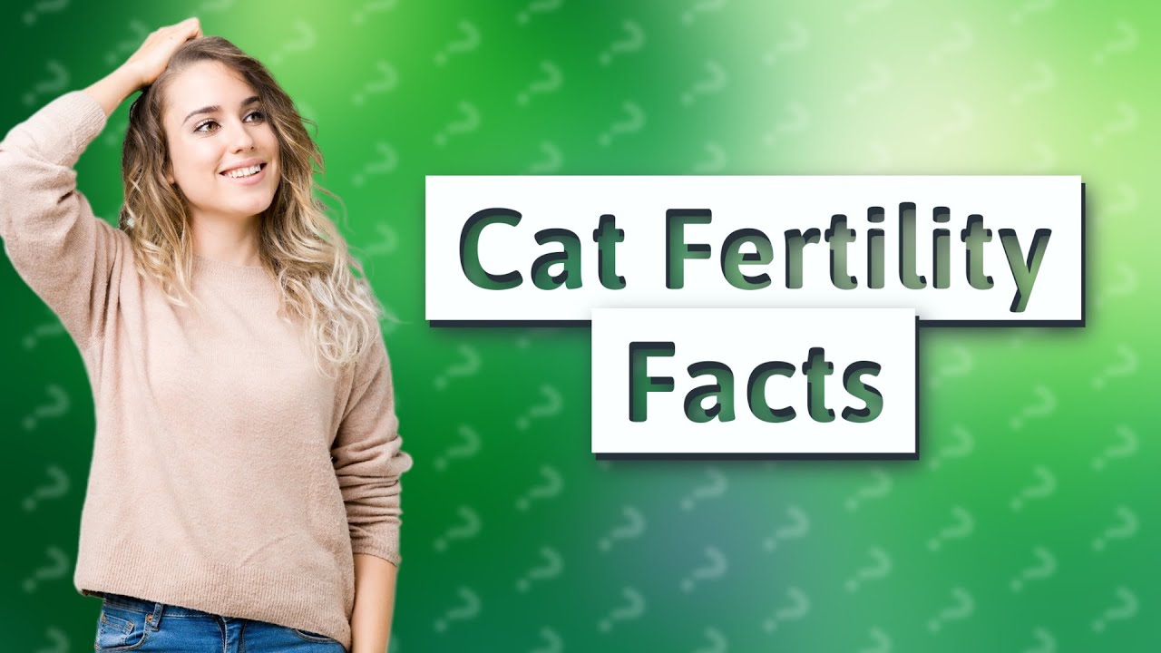 What age are male cats fertile? - YouTube