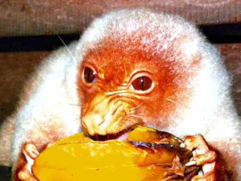 CUS CUS! From Australia.. - YouTube