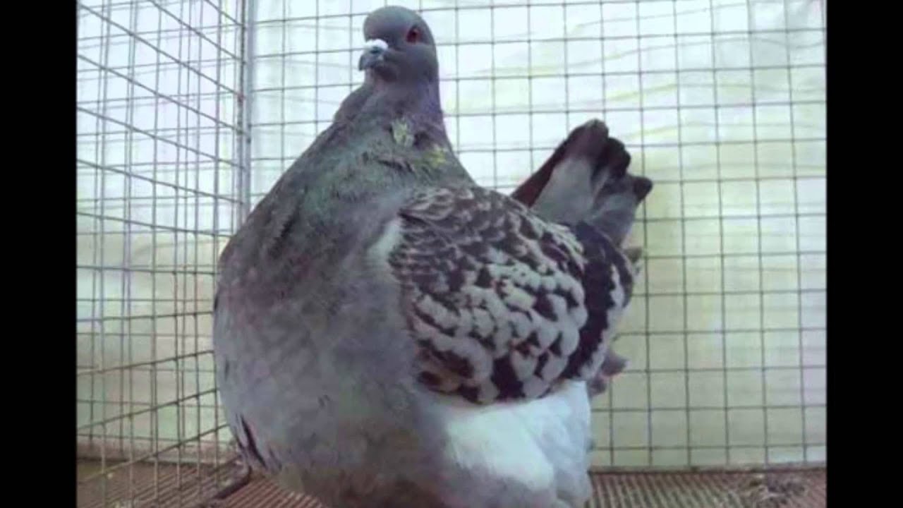French Mondain king pigeon - YouTube