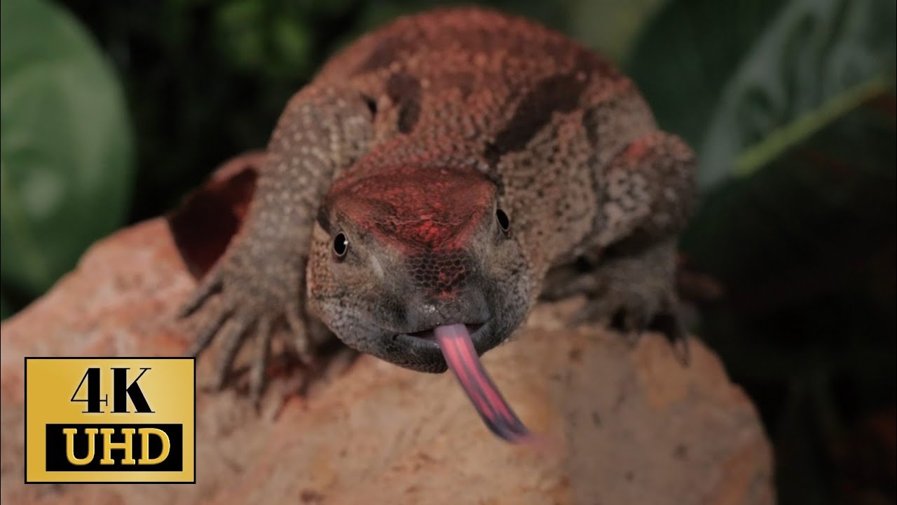 4k wild animal videos | wildlife videos of animals | 60fps | HDR video ...