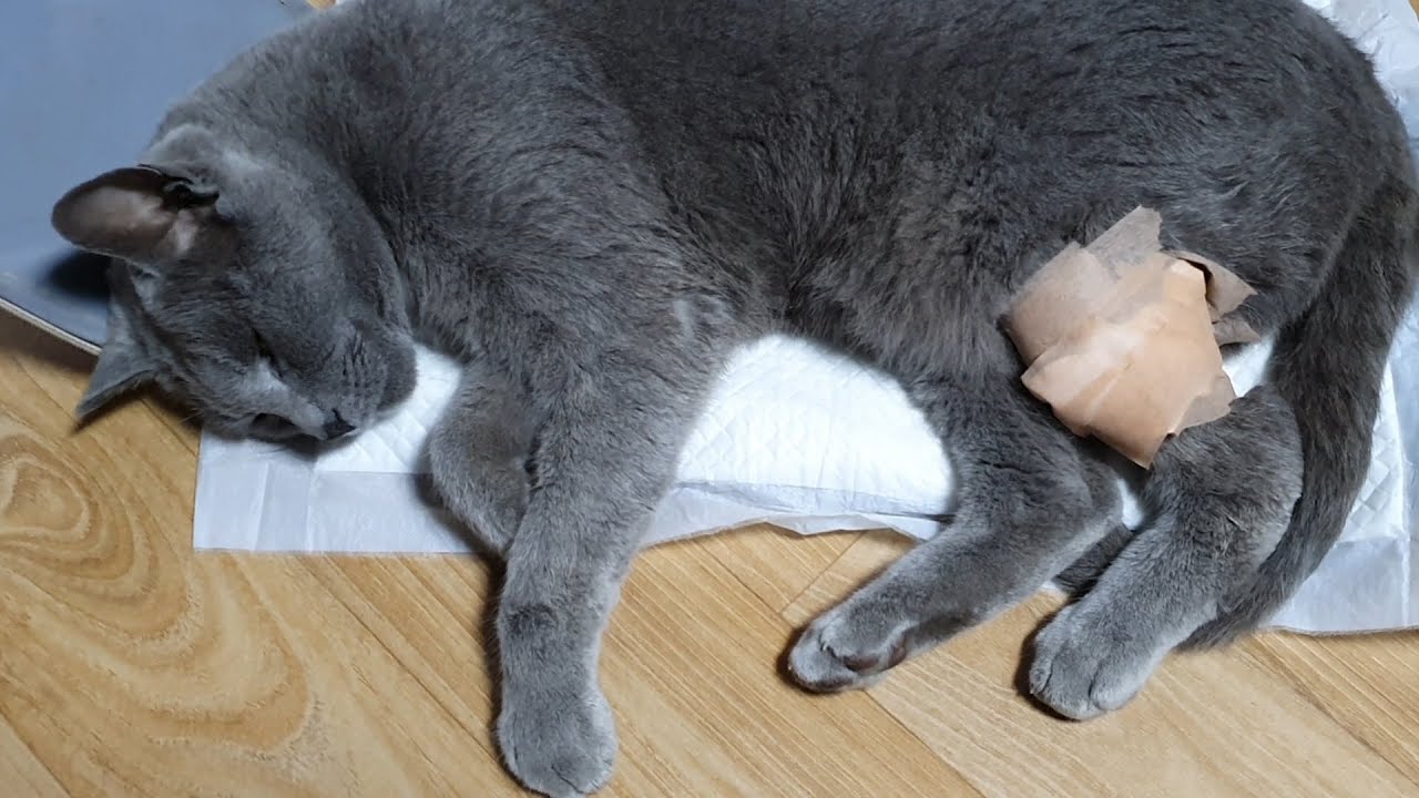 Cat Back Leg Tumor Removal Operation YouTube cat-back-leg-tumor-removal-operation-youtube