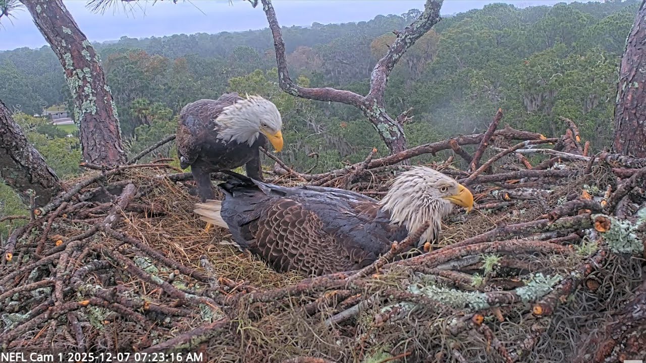 NEFL EAGLES 2025.12.7 ☔12 hours of nest activity on a rainy day. - YouTube