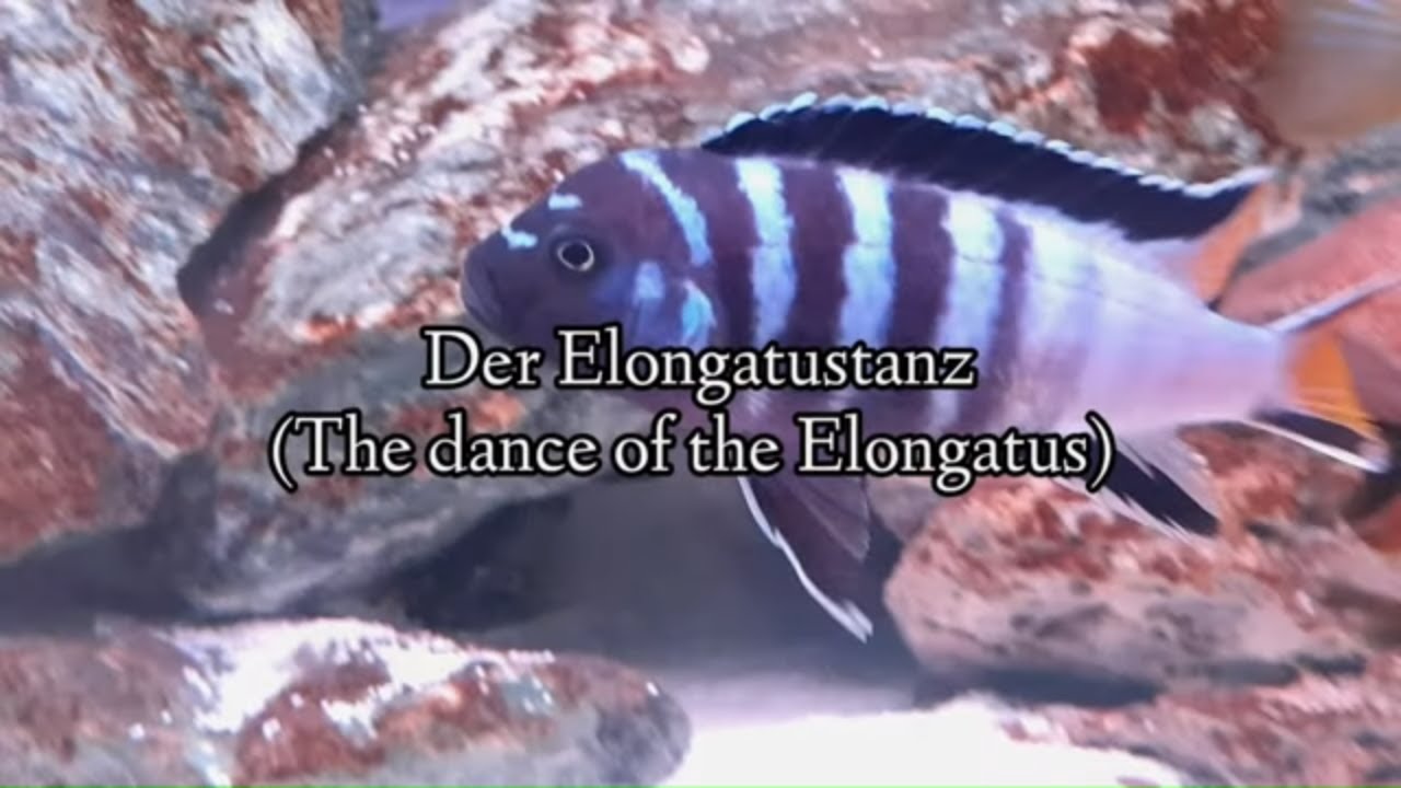 Elongatustanz - Pseudotropheus sp. elongatus Mpanga bei der Eiablage ...