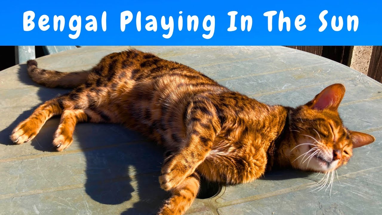Ronnie The Bengal Playing In The Sun - YouTube