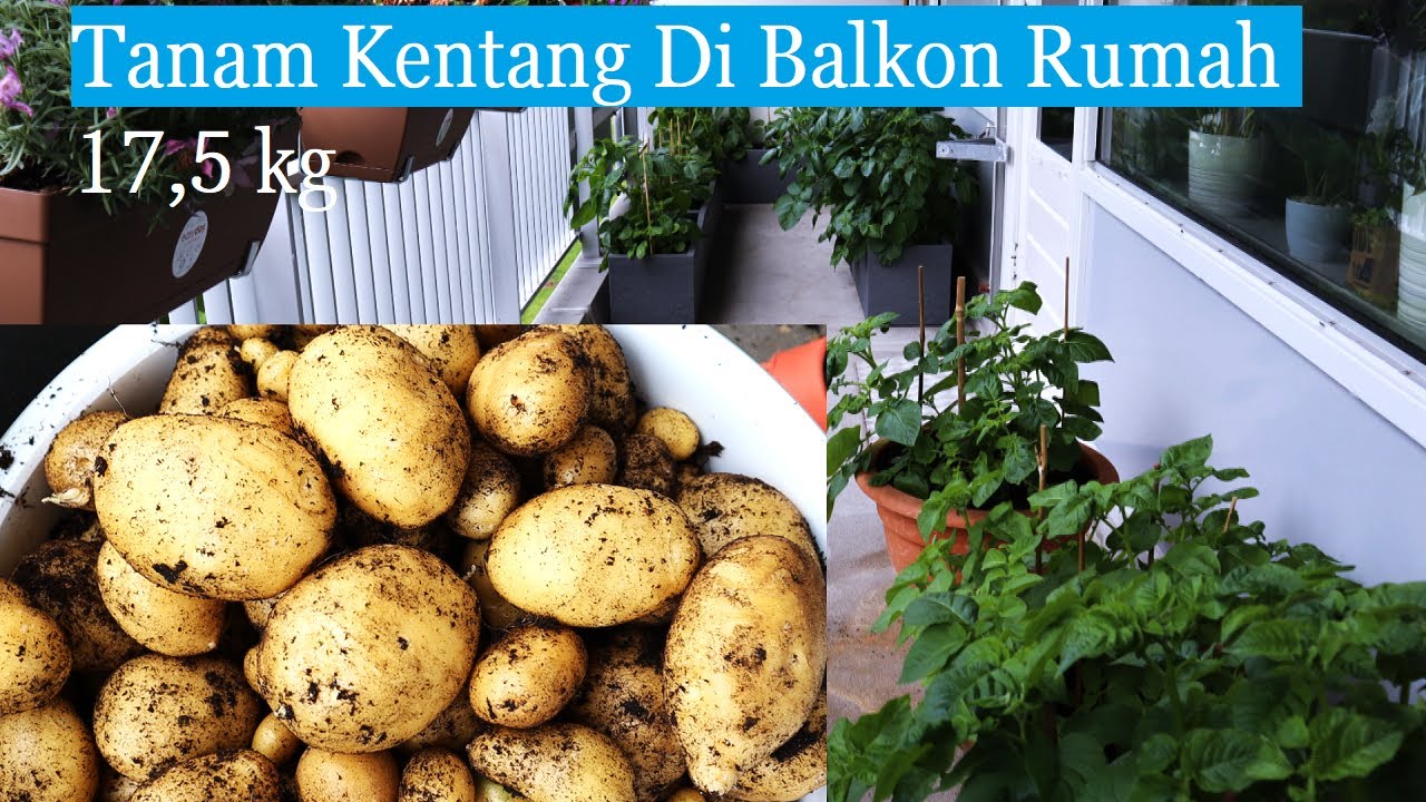 Cara mudah menanam kentang di pot balkon rumah dengan hasil yang ...